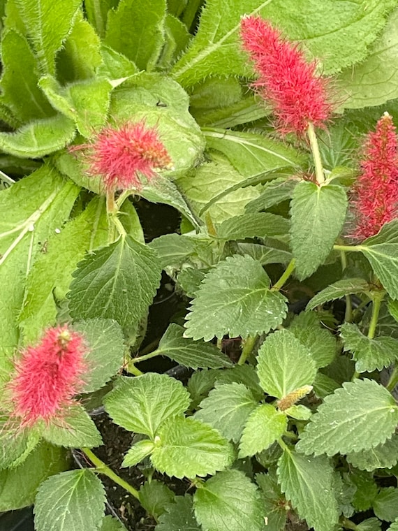 Floral & Garden Crafts 3 Chenille firetail cattail shrimp plant 2 inch ...