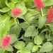 Strawberry Firetails, Also Known as Trailing Chenille Plant - Etsy
