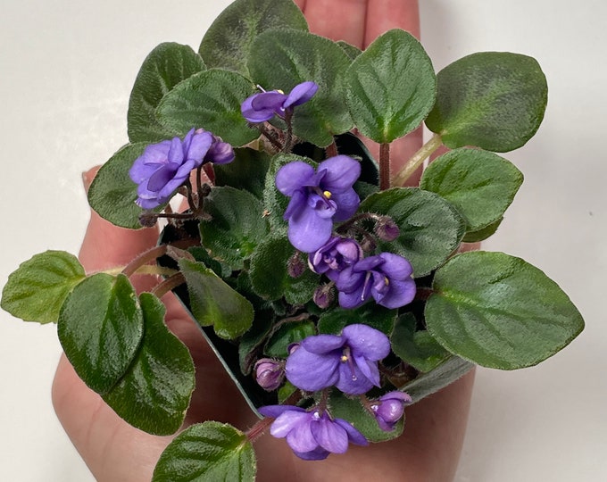 Mini African Violet Tiny Moon Goddess - Etsy