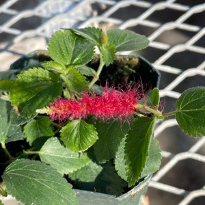 Strawberry Firetails also known as trailing chenille plant | Etsy