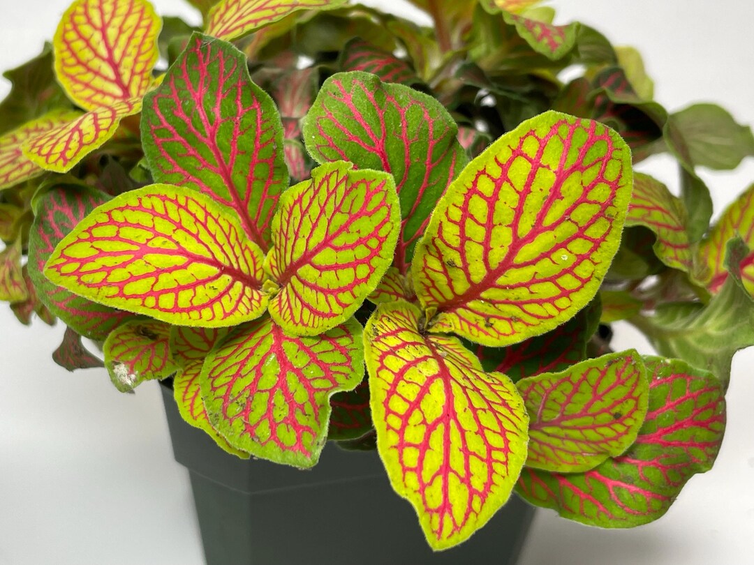 Nerve Plant Skeleton (fittonia Skeleton, Potted Plant, Ships Potted) - Etsy