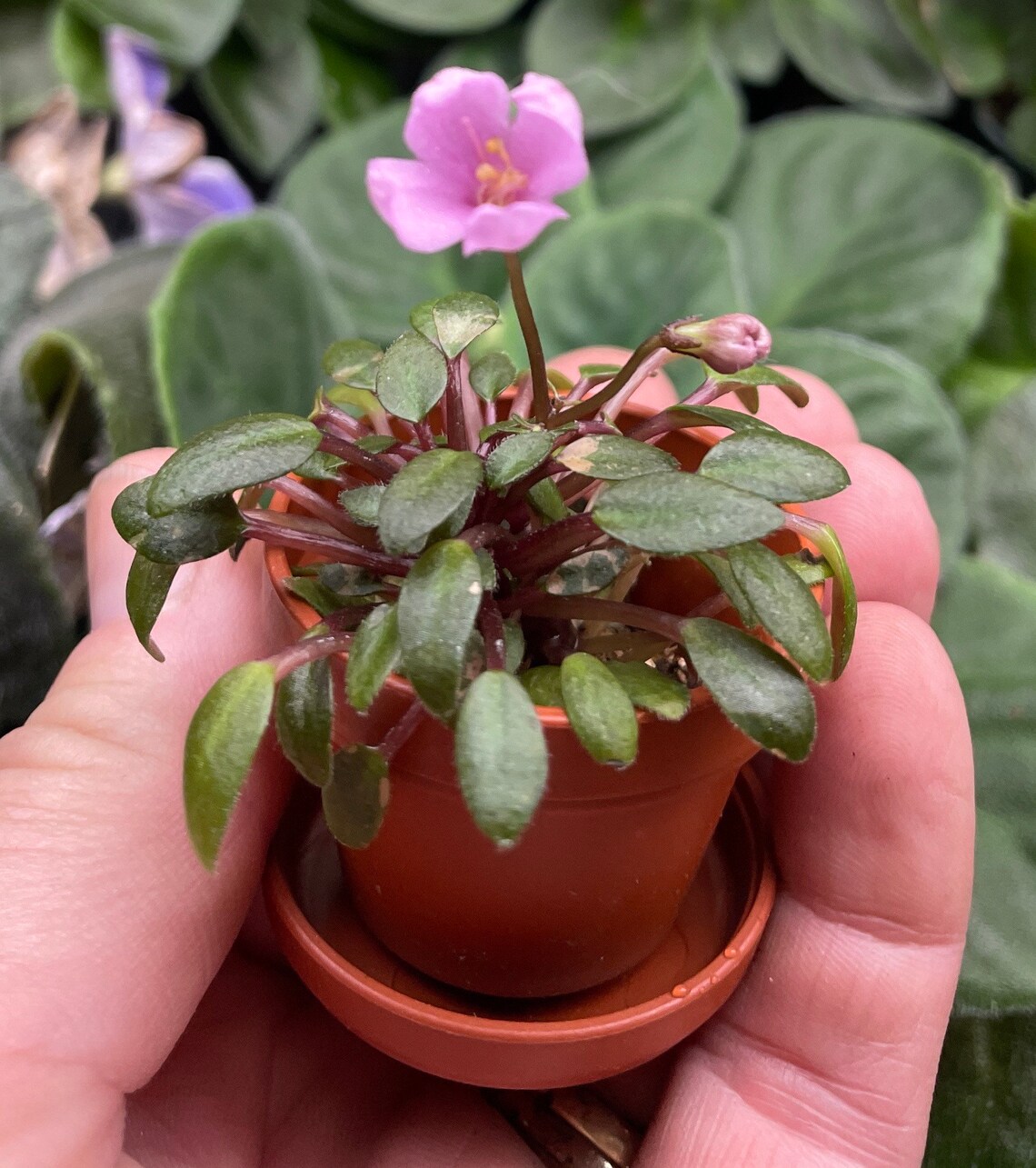 Micro Mini African Violet Spunky Trail - Etsy