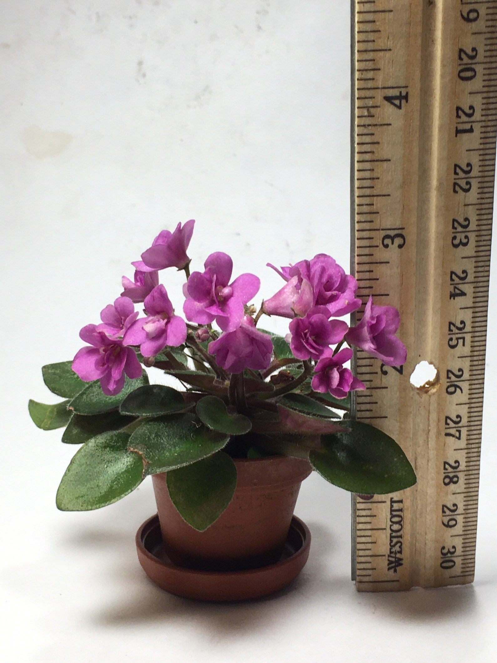 Micro mini African violet First Love | Etsy