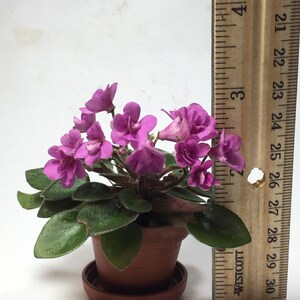 Micro Mini African Violet First Love - Etsy