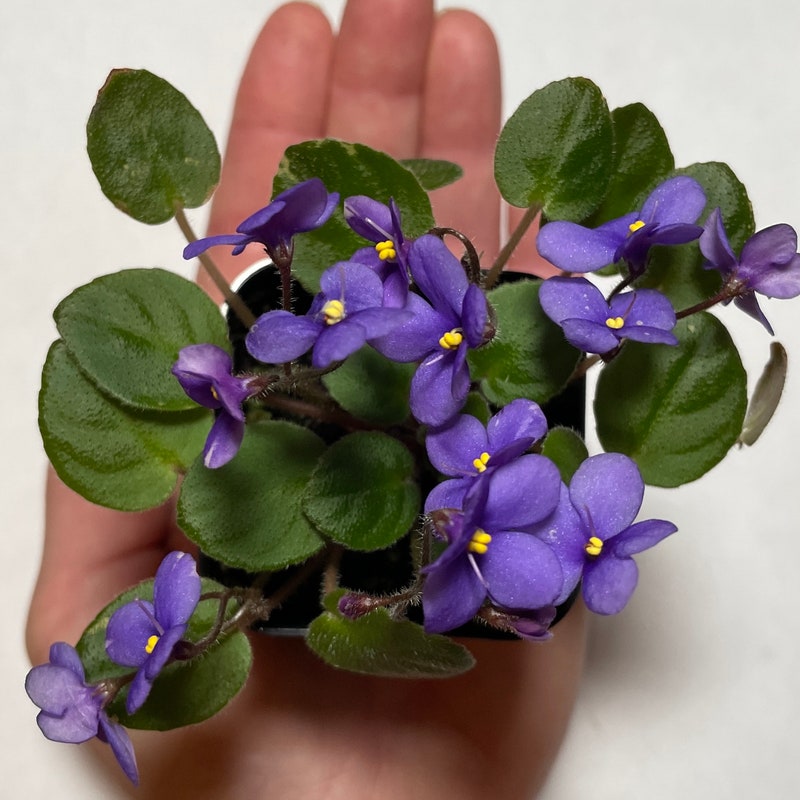 Trailing African Violet - Etsy