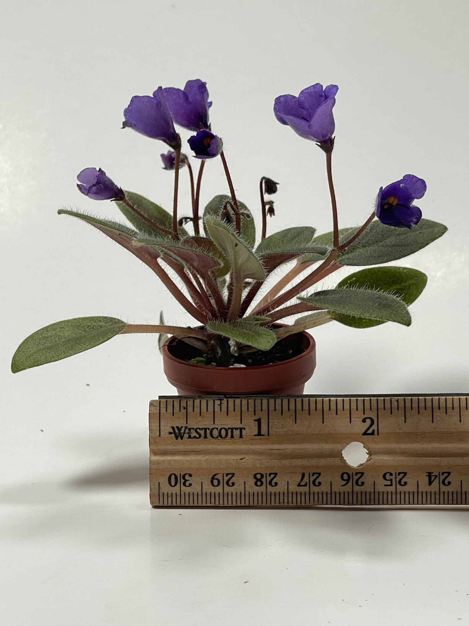 Micro Mini African Violet Vallarta Campanas Moradas - Etsy