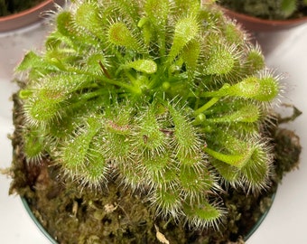 Carnivorous Spoon Leaf Sundew Drosera Spathulata Plant 3 Inch Pot - Etsy
