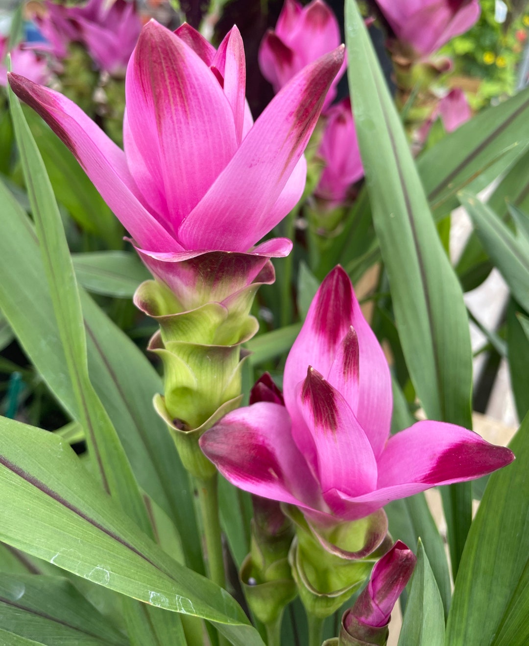 Siam Tulip Splash, Also Called Summer Tulip in Bud 7/21/2025 (curcuma ...
