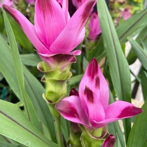 Siam Tulip Splash, Also Called Summer Tulip (curcuma Alismatifolia ...