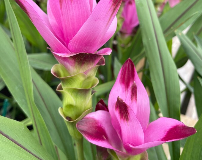Siam Tulip Splash, Also Called Summer Tulip in Bud 7/21/2025 (curcuma ...