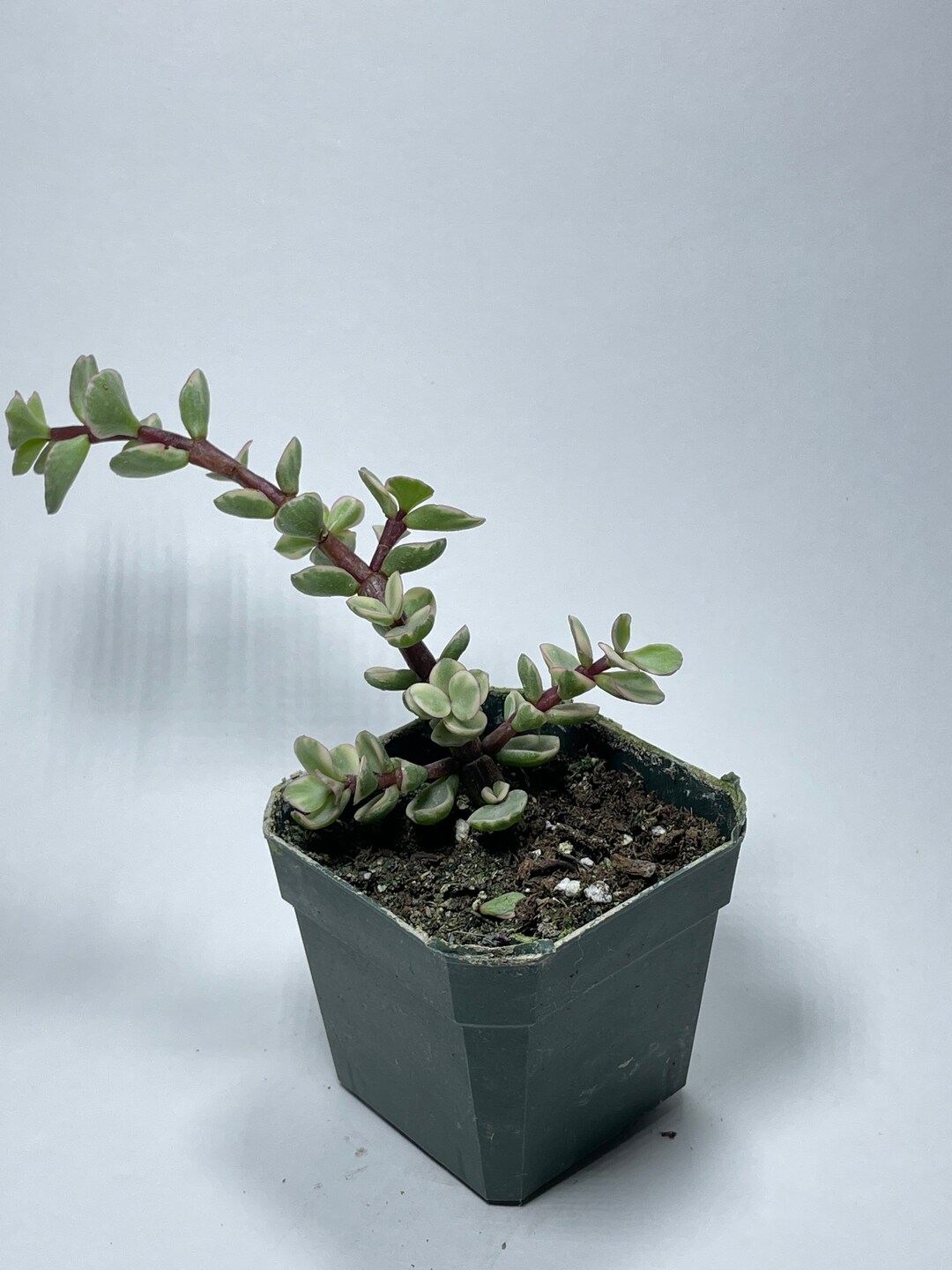 Variegated Miniature Jade portulacaria Aphra tricolor - Etsy