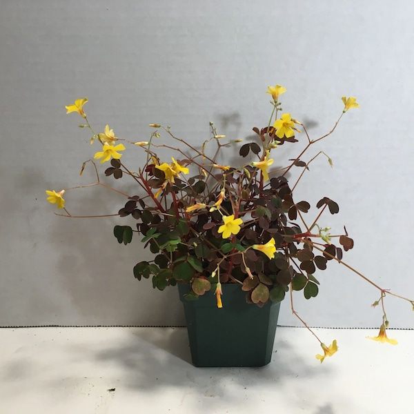 Oxalis Bulbs - Etsy