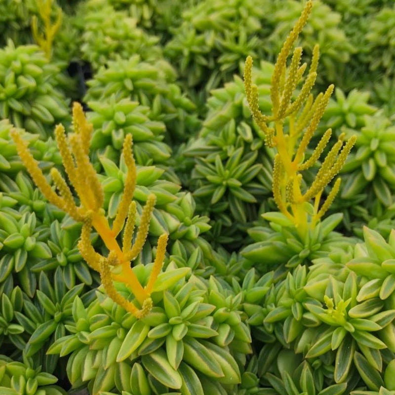 GardenGalsPlants - Etsy