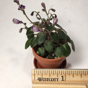 Micro Mini African Violet Teeny Bopper (potted, Ships Potted) - Etsy