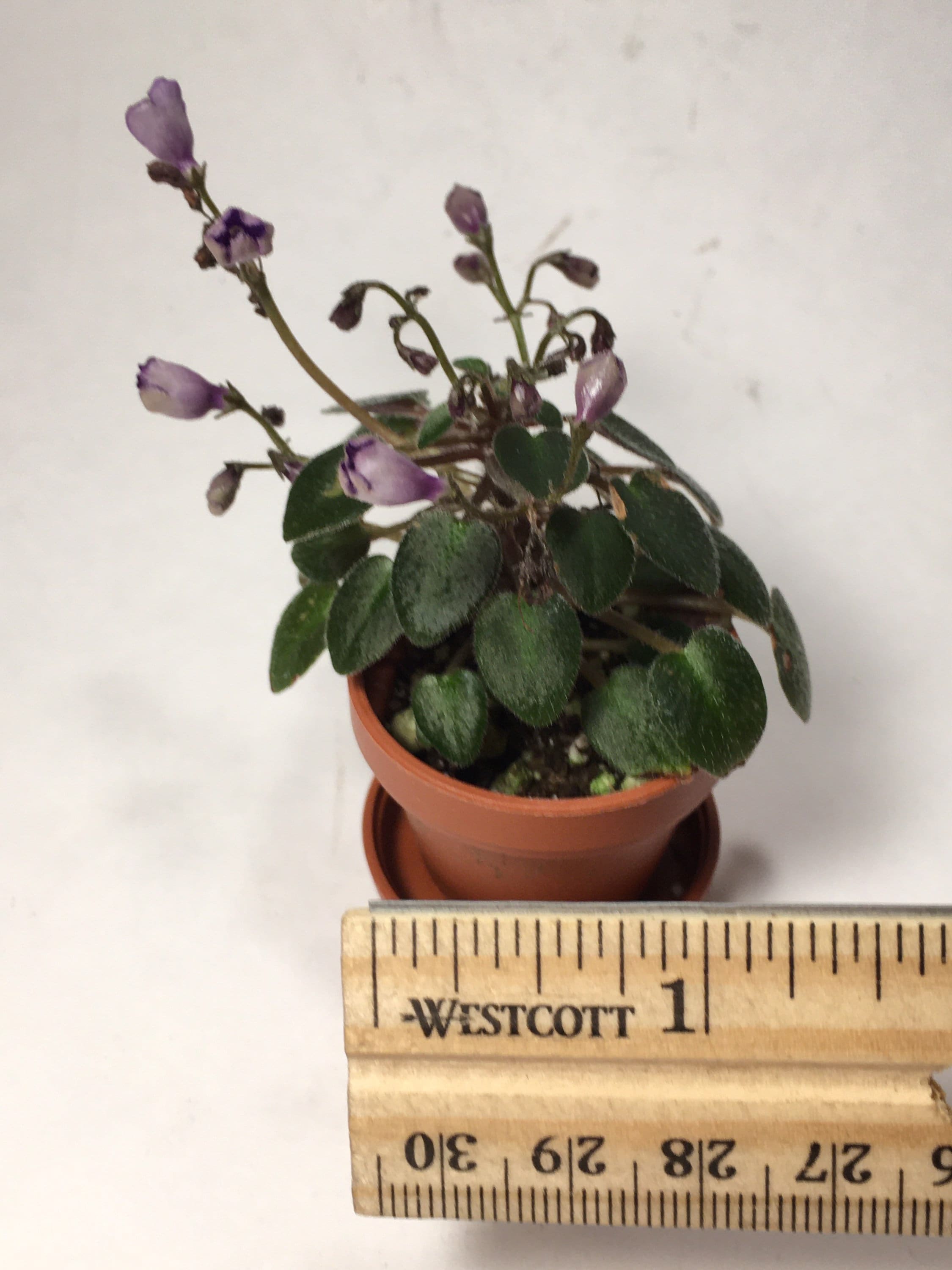 Micro Mini African Violet Teeny Bopper | Etsy