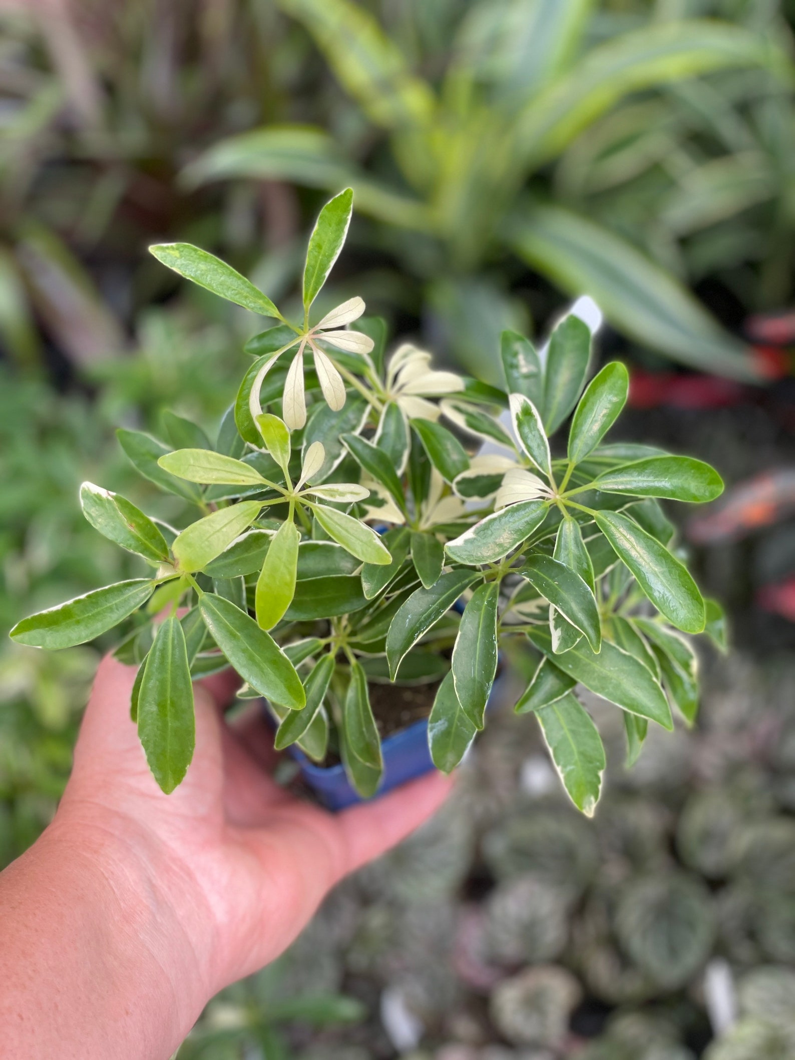 Variegated Dwarf Schefflera schefflera Moondrop - Etsy