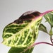 Yellow Painted Bloodleaf Live Plant - Etsy