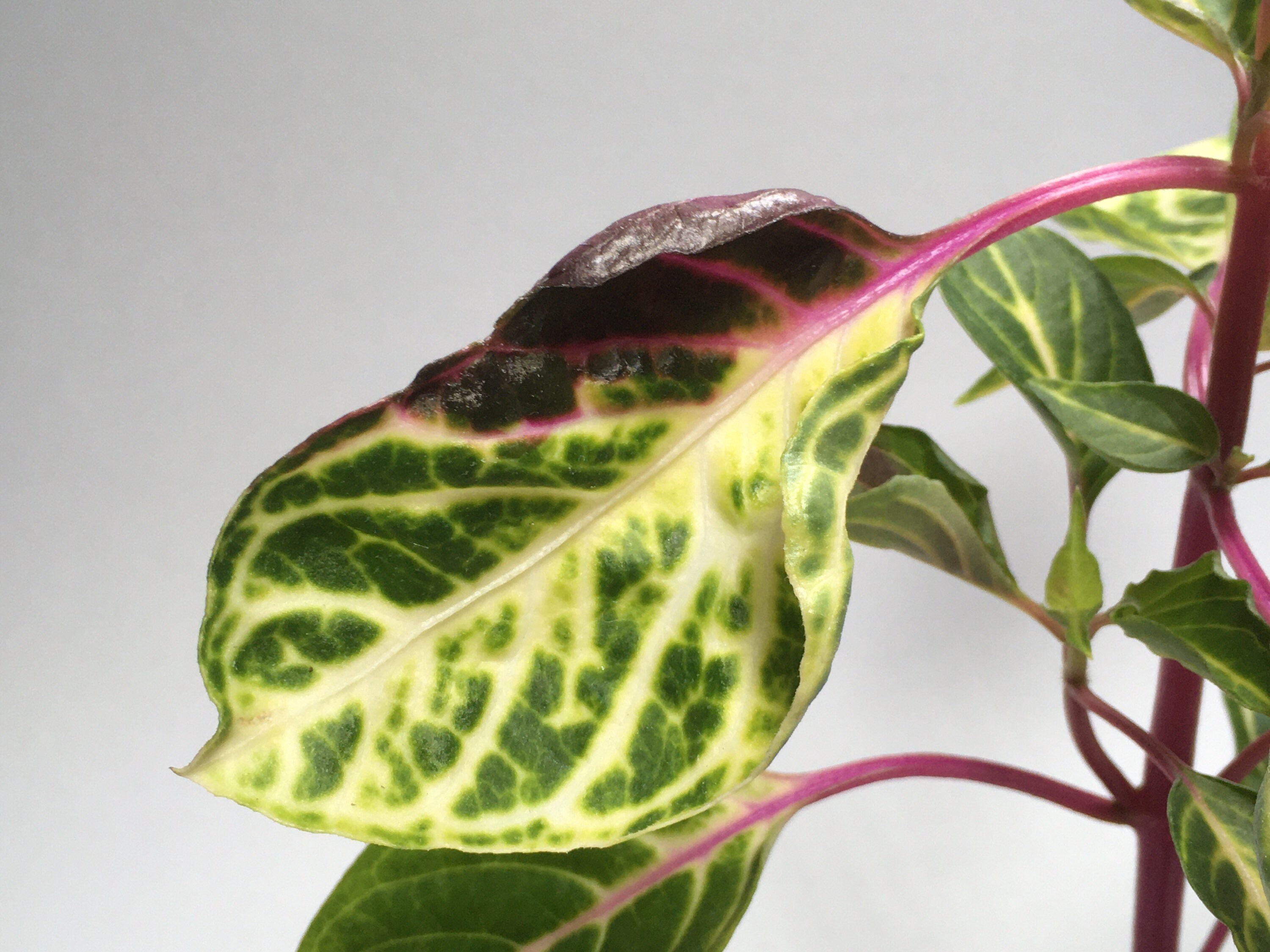 Yellow Painted Bloodleaf Live Plant - Etsy
