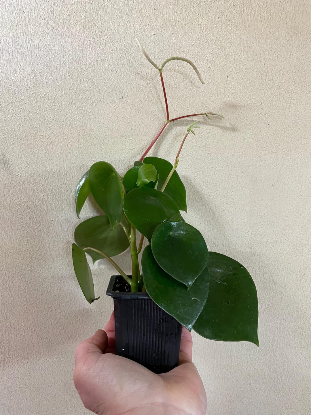 Peperomia Raindrop (peperomia Polybotrya), Also Called Coin Leaf - Etsy