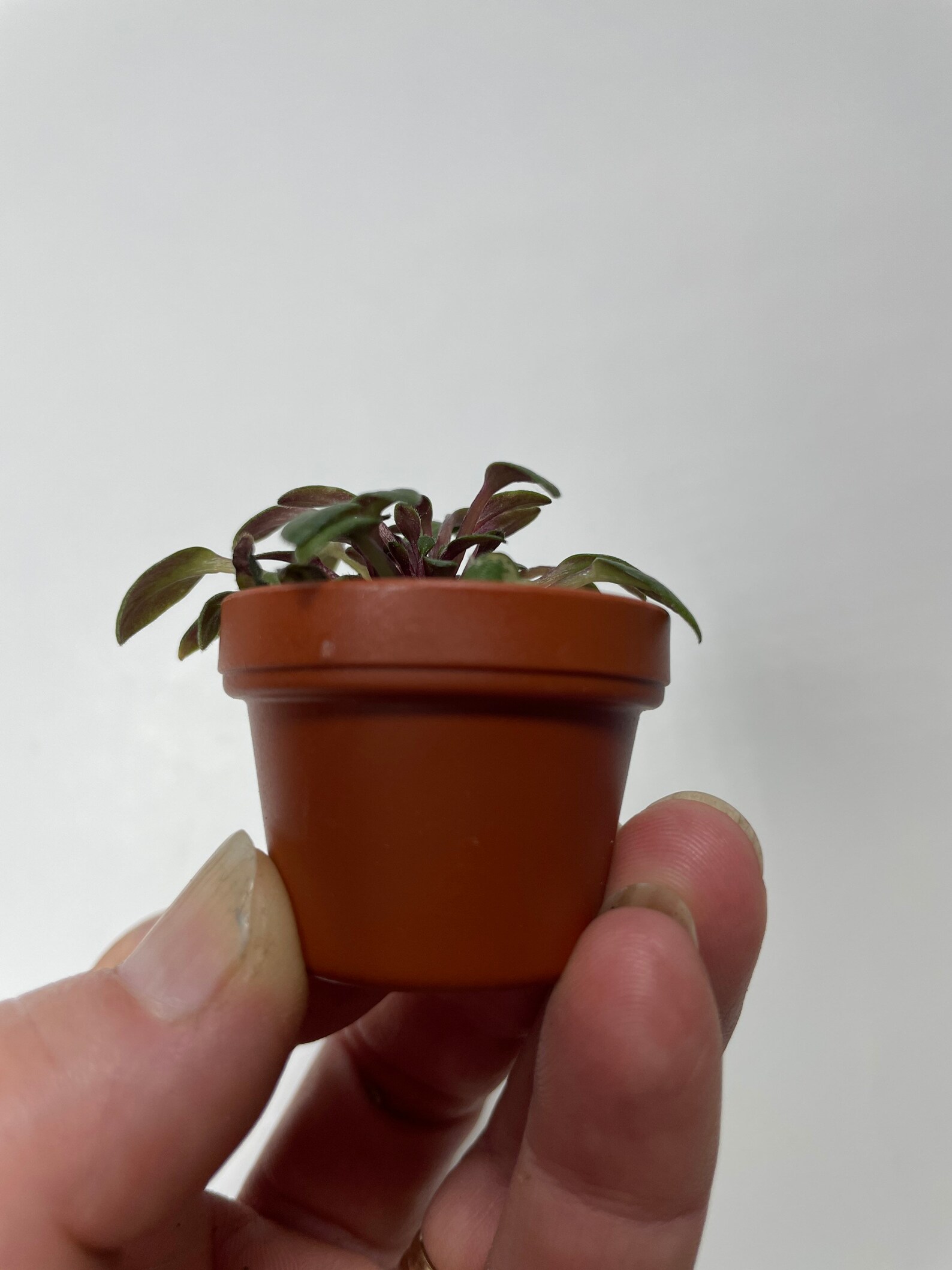 Micro Mini African Violet Spunky Trail - Etsy