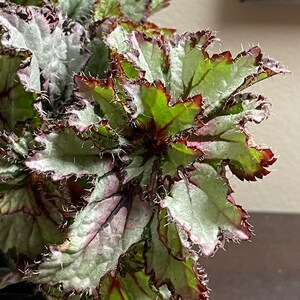 Rex Begonia ‘curly Peppermint’ - Etsy