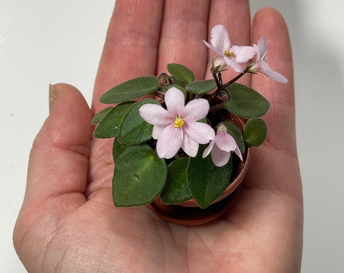 Micro Mini African Violet Pip Squeak - Etsy