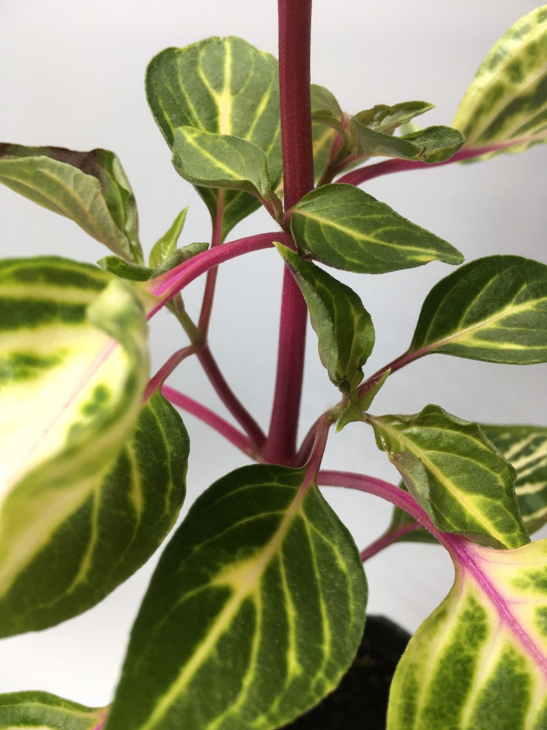 Yellow Painted Bloodleaf Live Plant - Etsy