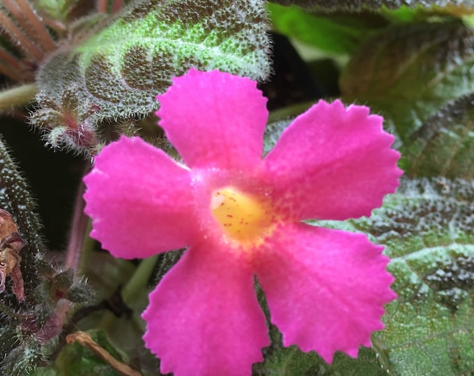 Episcia Pink Panther - Etsy