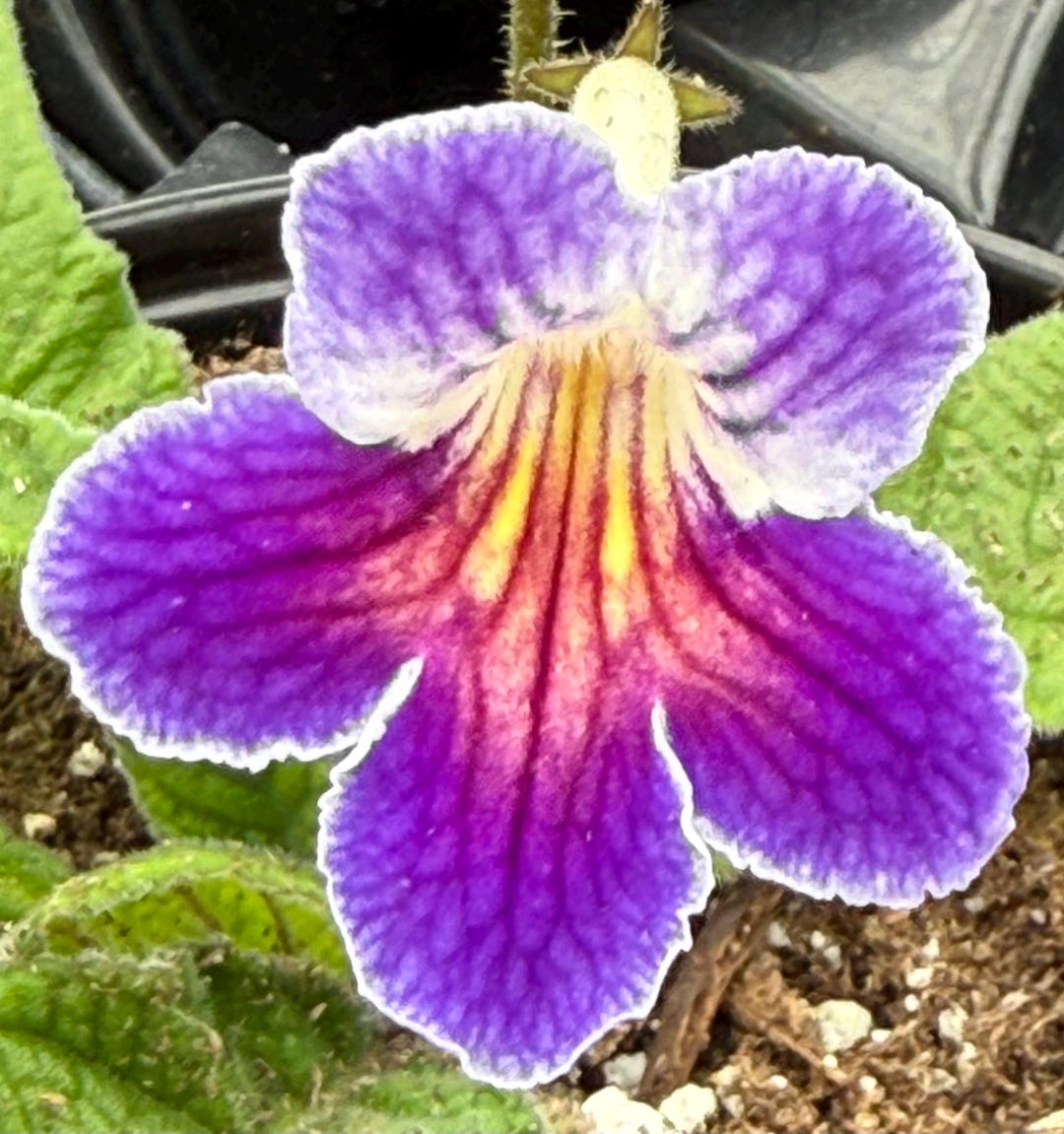 Streptocarpus ‘azure’ (also Called Cape Primrose) - Etsy