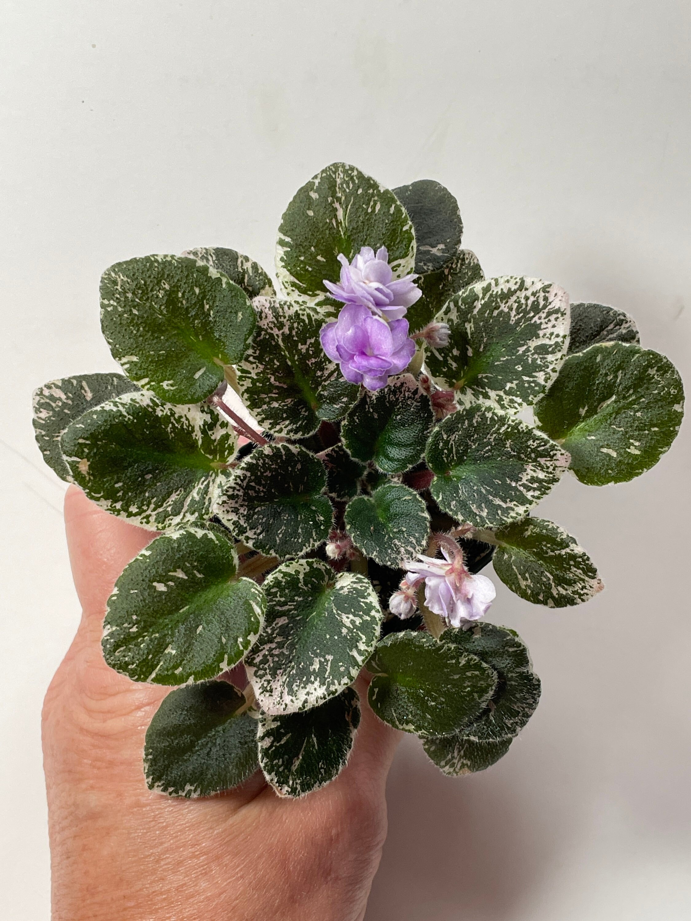 Mini African Violet Toy Castle - Etsy