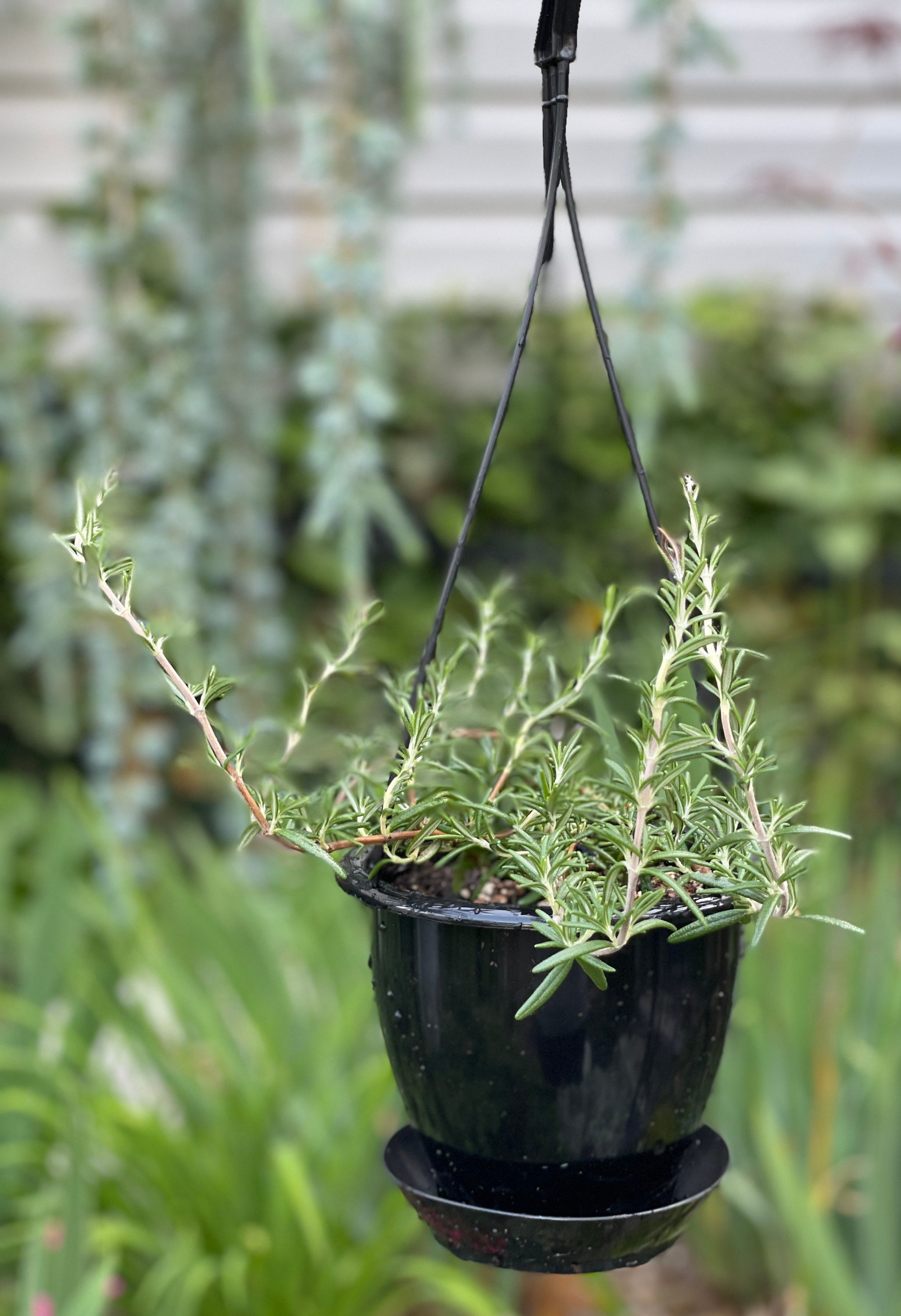 Prostrate Rosemary 4 Hanging Pot - Etsy