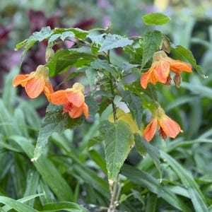 Trailing Flowering Maple (potted Plant, Ships Potted, Available in Two ...