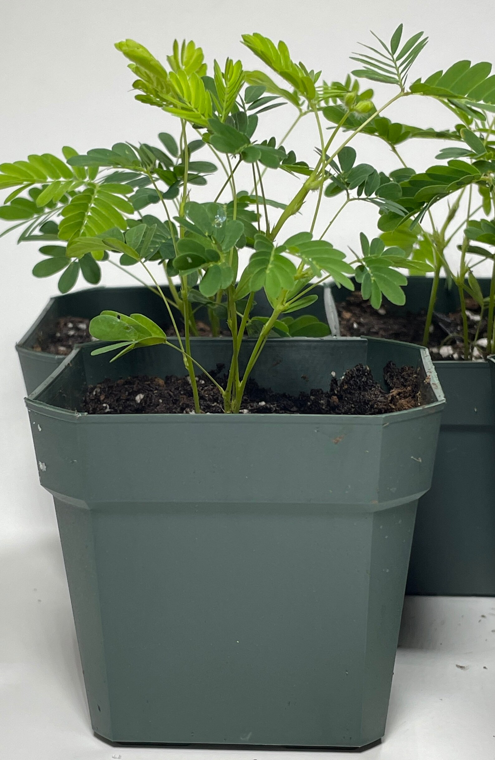 Sensitive Plant Live Potted Plant - Etsy