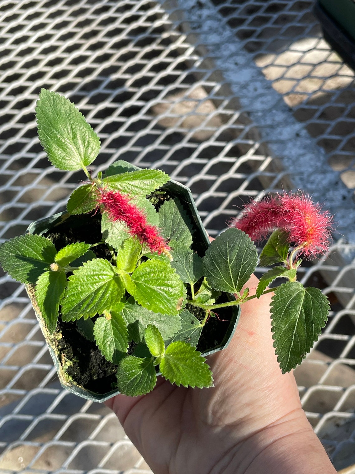 Strawberry Firetails also known as trailing chenille plant | Etsy