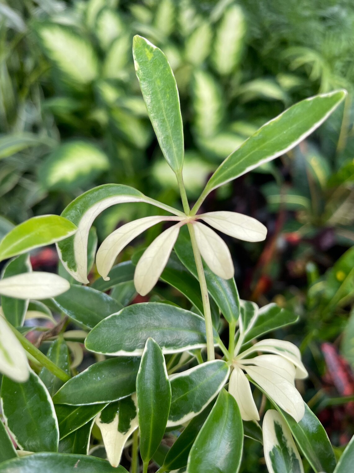 Variegated Dwarf Schefflera schefflera Moondrop - Etsy