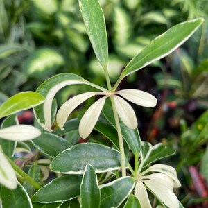 Variegated Dwarf Schefflera (schefflera Aboricola Moondrop) 3” Potted ...
