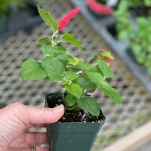 Strawberry Firetails, Also Known as Trailing Chenille Plant - Etsy