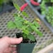 Strawberry Firetails, Also Known as Trailing Chenille Plant - Etsy
