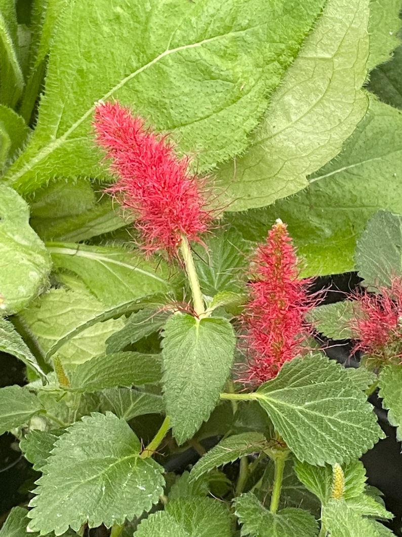 Strawberry Firetails Also Known as Trailing Chenille Plant | Etsy