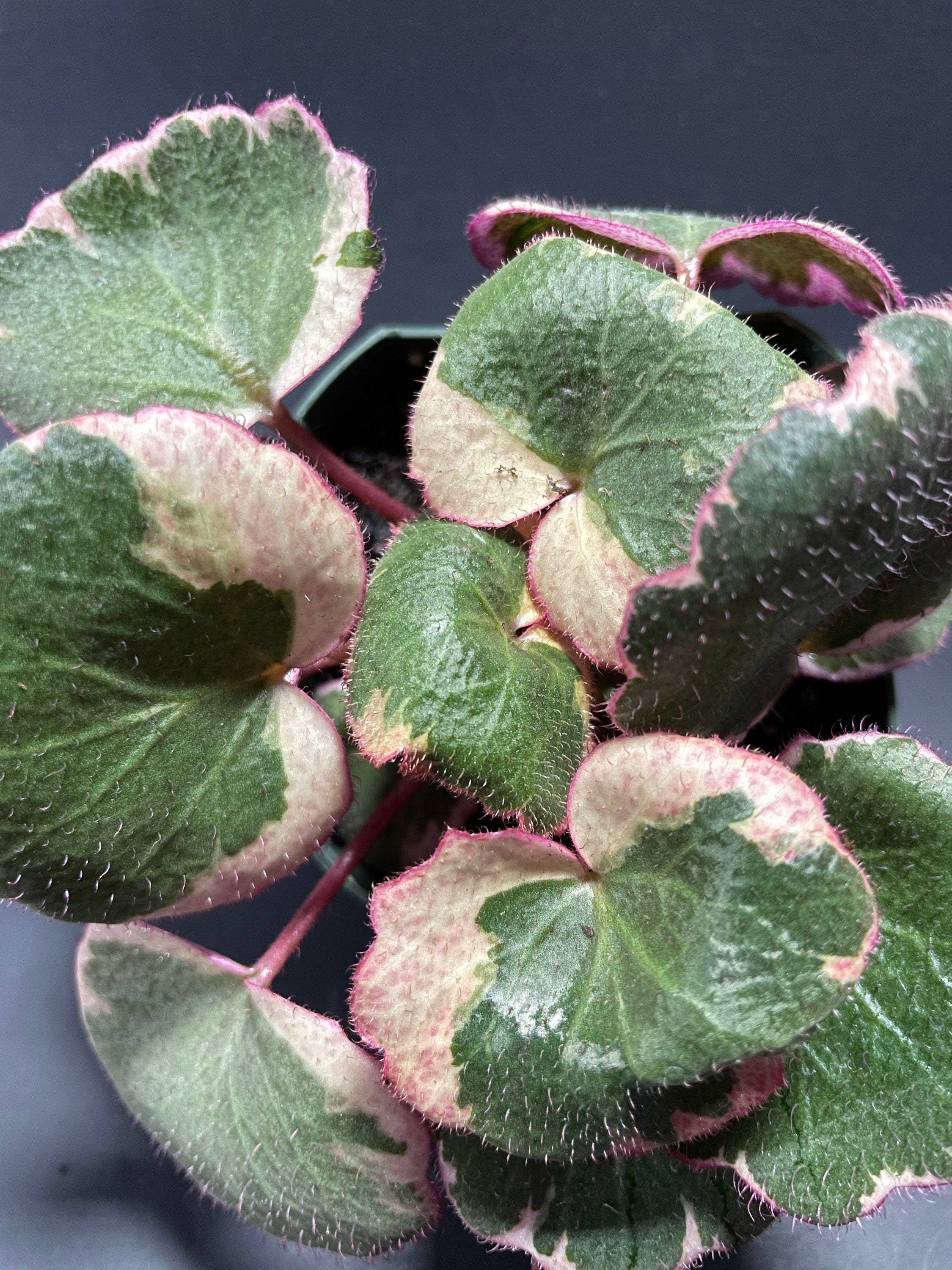 Variegated Strawberry Begonia *RARE* (potted Plants, Ships Potted ...