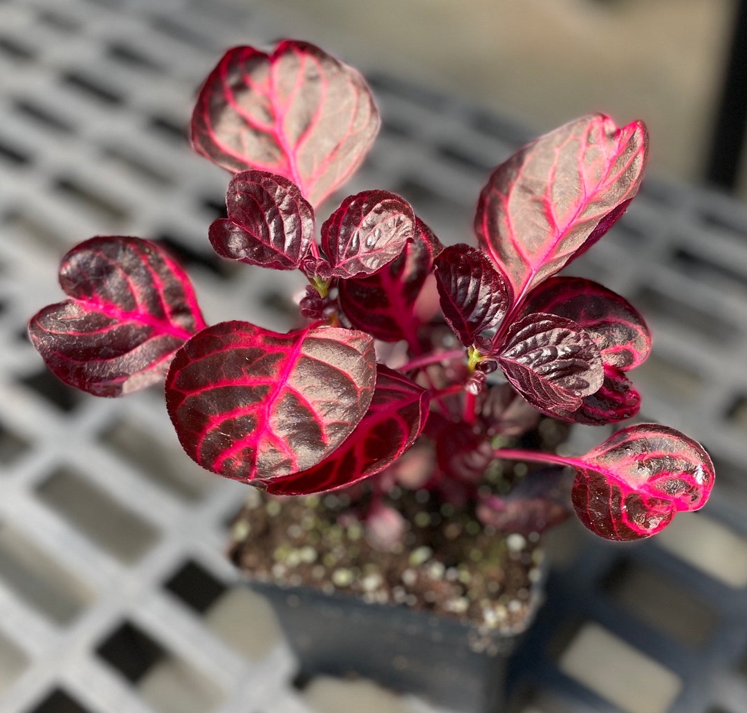 Bloodleaf (iresine Herbstii) - Etsy
