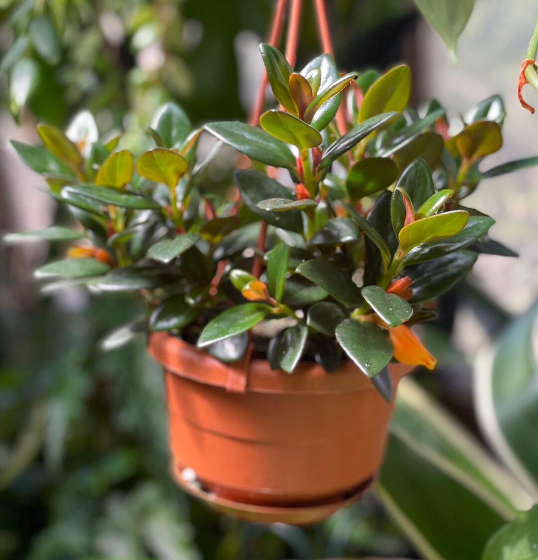 Goldfish Plant ‘black Gold’ 4” Hanging Pot - Etsy