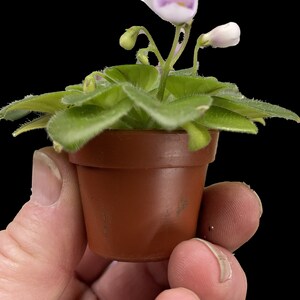 Micro Mini African Violet Kitten’s Meow - Etsy