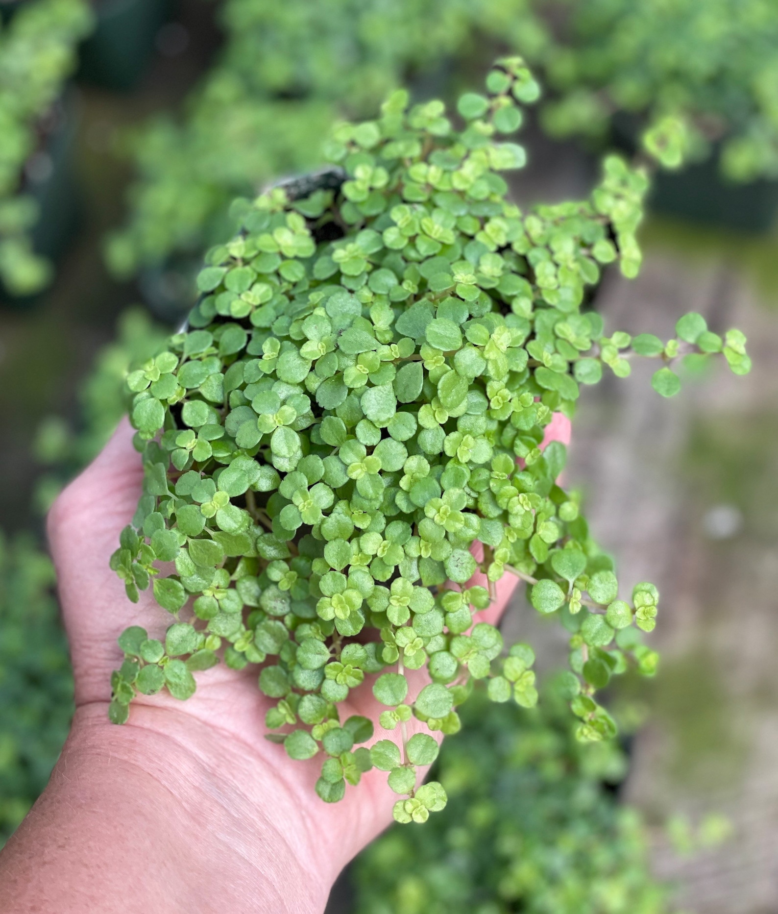 Pilea Tiny Tears Also Called Giant Babys Tears Shiny - Etsy