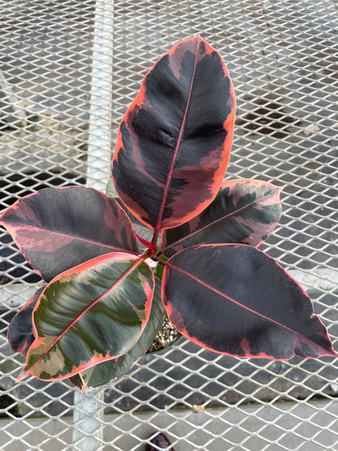 Rubber Tree Ruby - Etsy