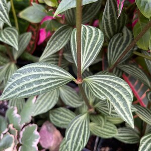 Parallel Peperomia (peperomia Puteolata, Potted Plant, Ships Potted ...