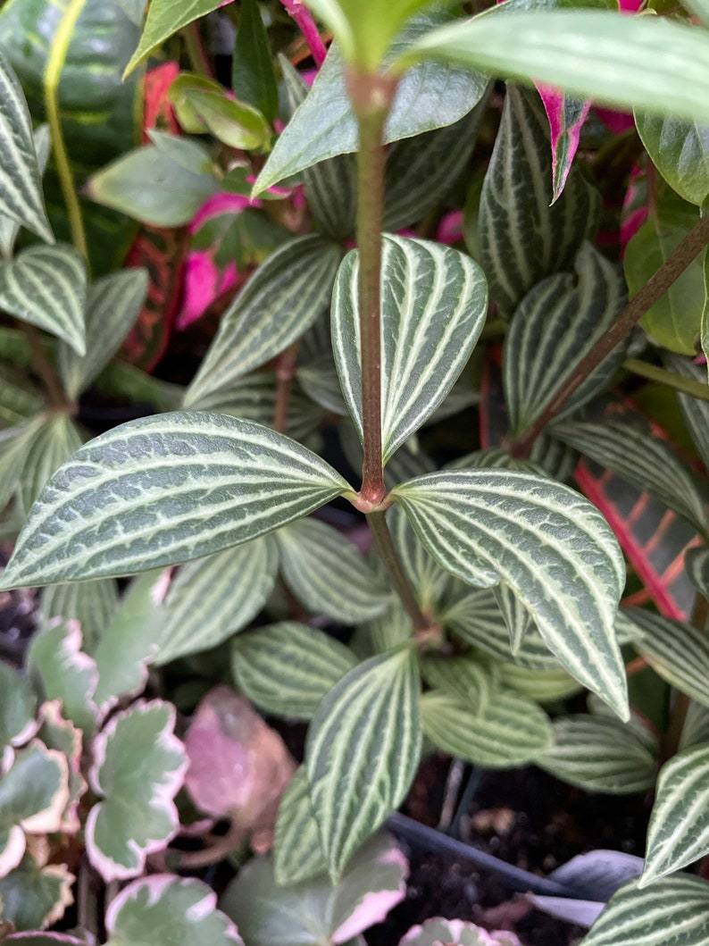Parallel Peperomia (peperomia Puteolata, Potted Plant, Ships Potted ...