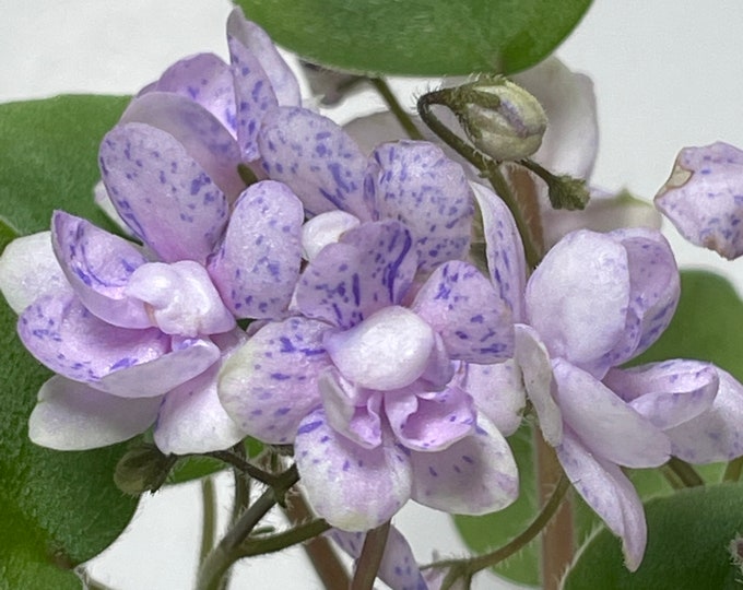 Trailing African Violet Rob’s Boolaroo - Etsy