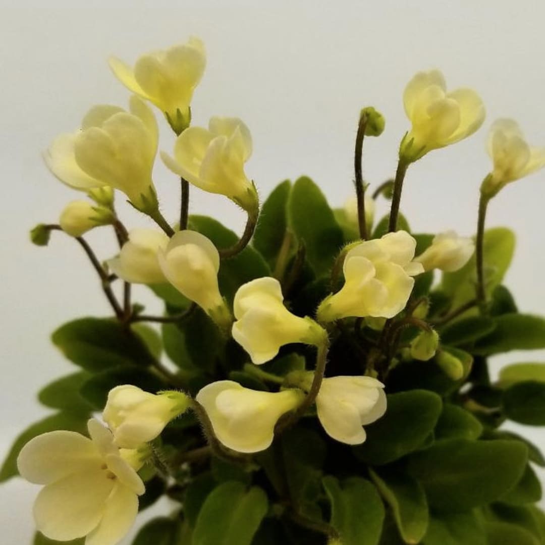 Micro Mini Trailing African Violet Chantaspring - Etsy