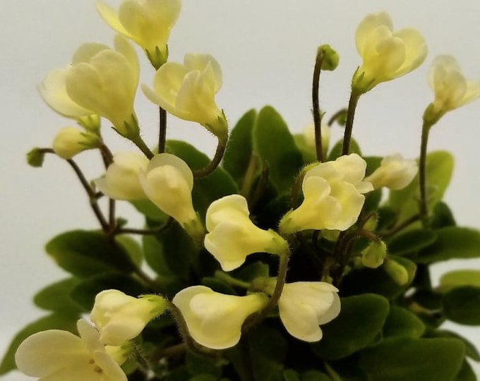 Micro Mini Trailing African Violet Chantaspring - Etsy